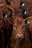 Cattle - portraits | Sam Wirzba livestock and cattle photography