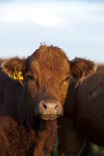 Cattle - portraits | Sam Wirzba livestock and cattle photography