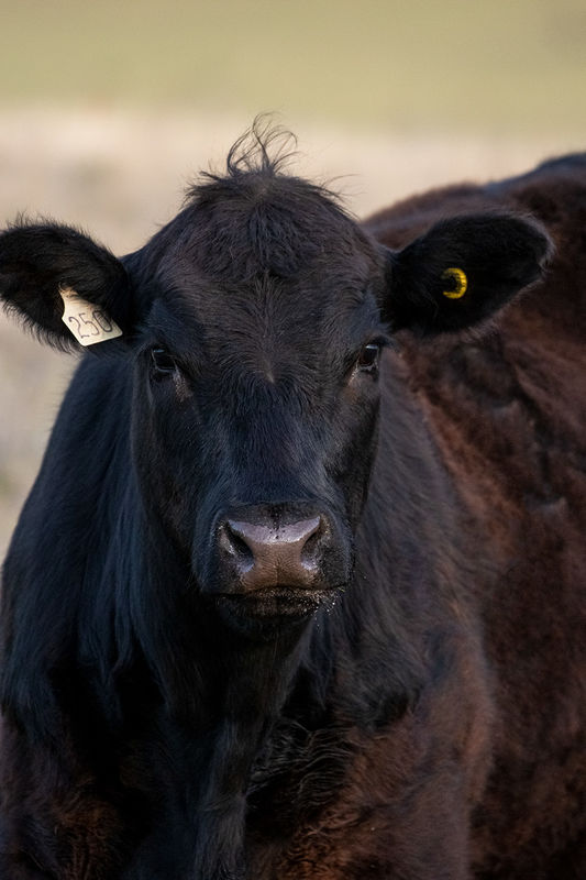 Cattle - portraits | Sam Wirzba livestock and cattle photography