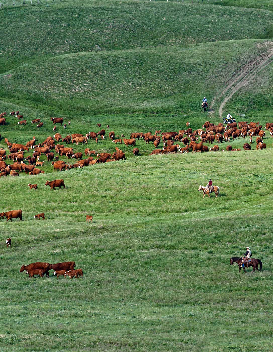Cowboys / Ranching / Rodeo / Western | Sam Wirzba livestock and cattle ...
