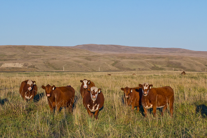 10_cw_IMG_5000 | Sam Wirzba livestock and cattle photography
