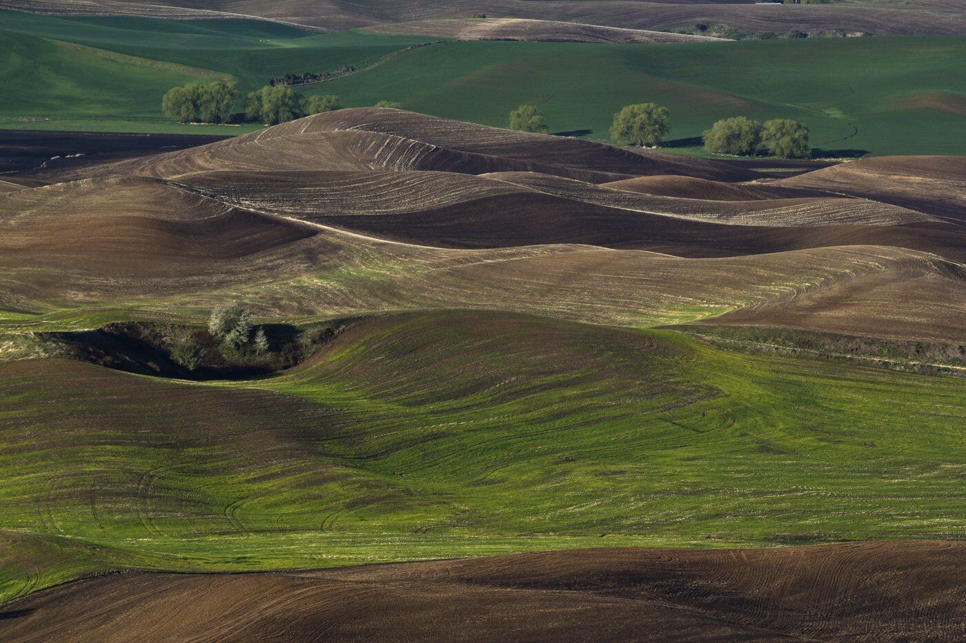 12_lnd_IMG_9346 | Sam Wirzba livestock and cattle photography