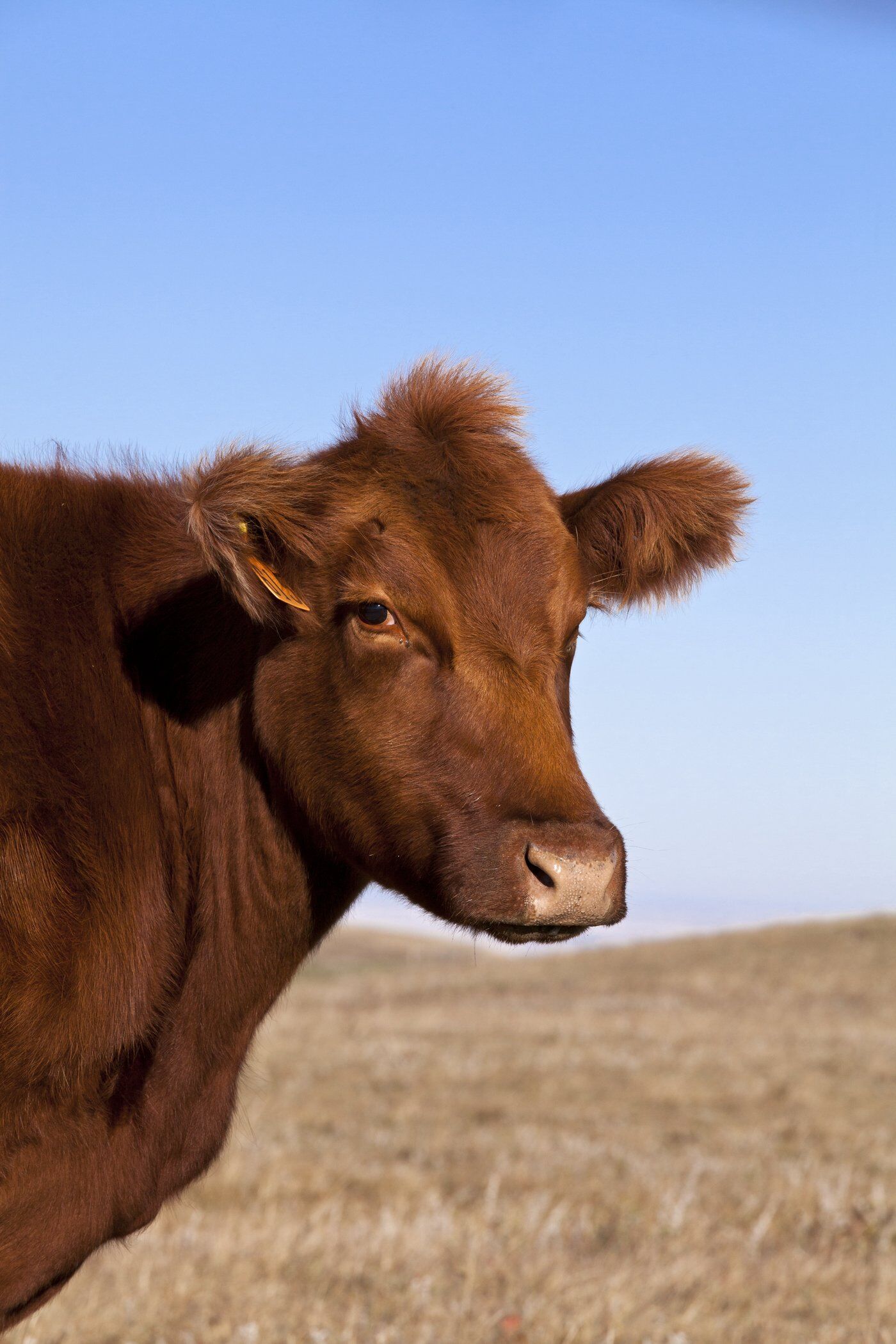 Cattle - portraits | Sam Wirzba livestock and cattle photography