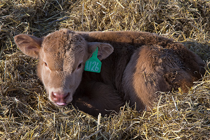 17_cv_DW_8570 | Sam Wirzba livestock and cattle photography