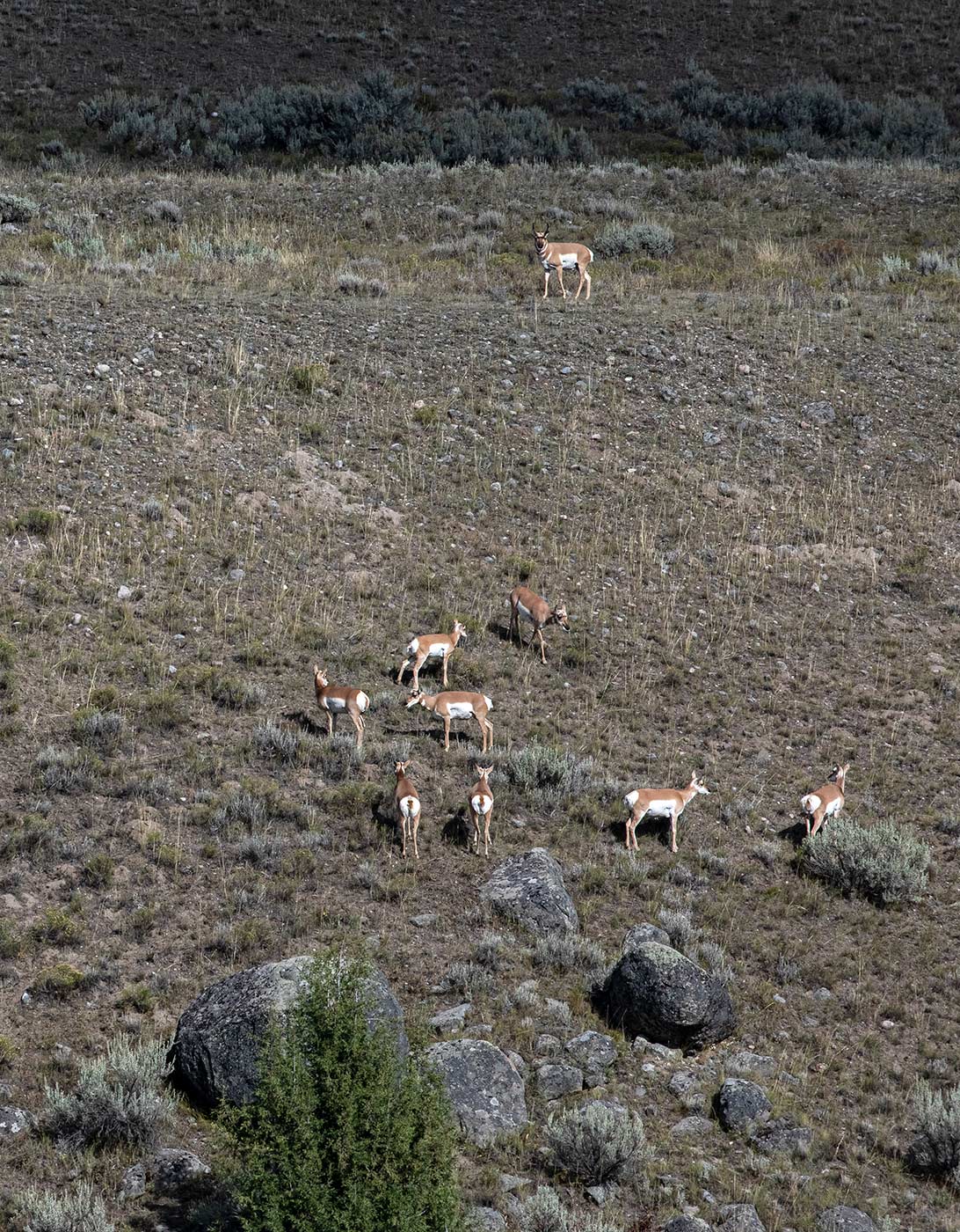 Pronghorn Antelope | Sam Wirzba livestock and cattle photography