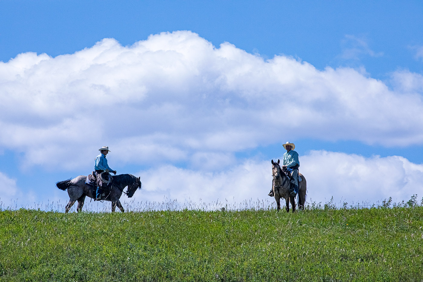 19_cwby_128A4845 | Sam Wirzba livestock and cattle photography