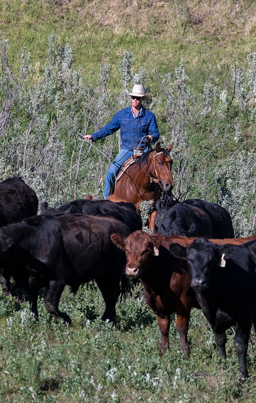 Cowboys 2 | Sam Wirzba livestock and cattle photography