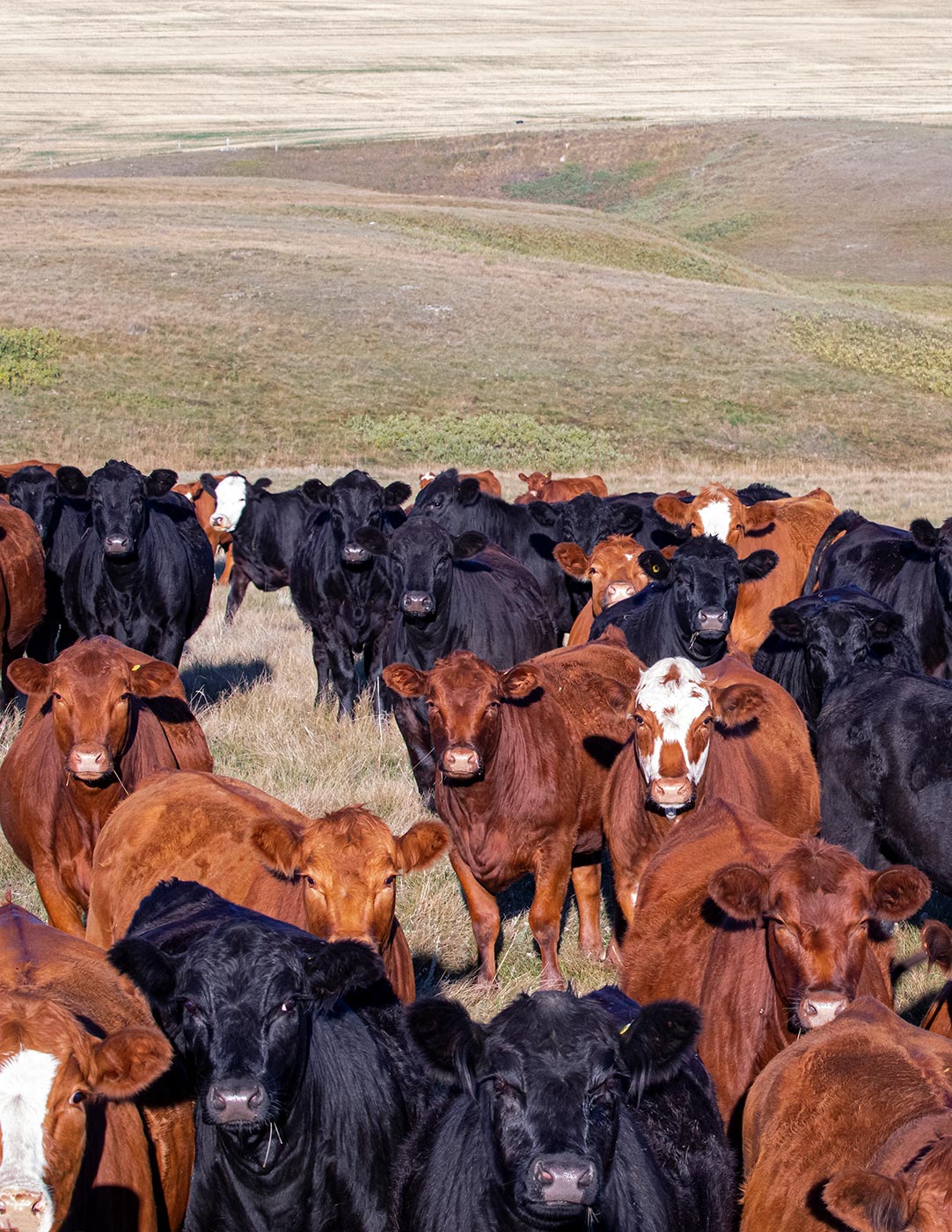 Cattle - yearlings 3 | Sam Wirzba livestock and cattle photography